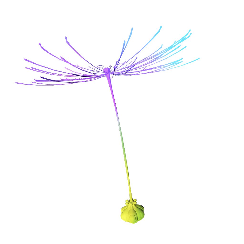 DANDELION PROJECT